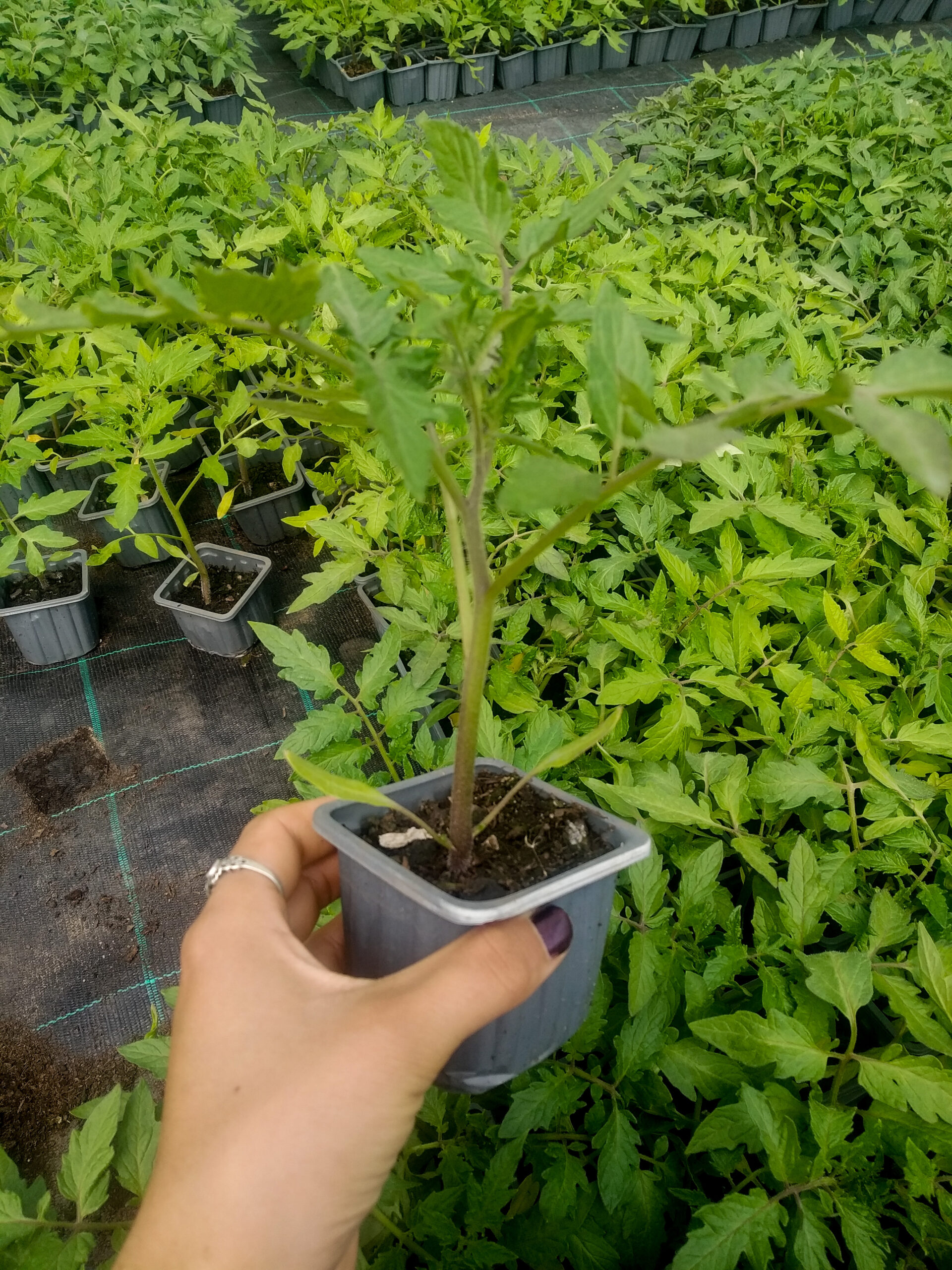 Paradajz rasad (komad) – rasadnikcecazivkovic